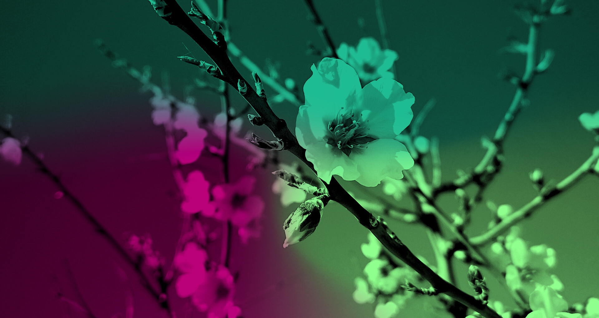 MUTEK | Festival of digital creativity and electronic music